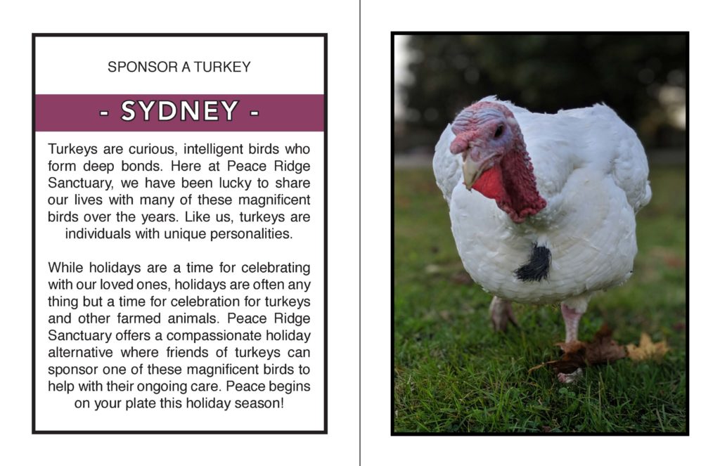 Turkey-Sydney-Sponsorship – Peace Ridge Sanctuary