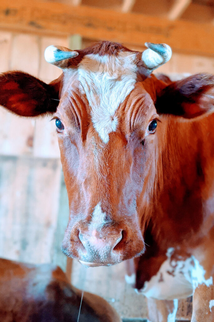 Meet and Sponsor Our Cows – Peace Ridge Sanctuary