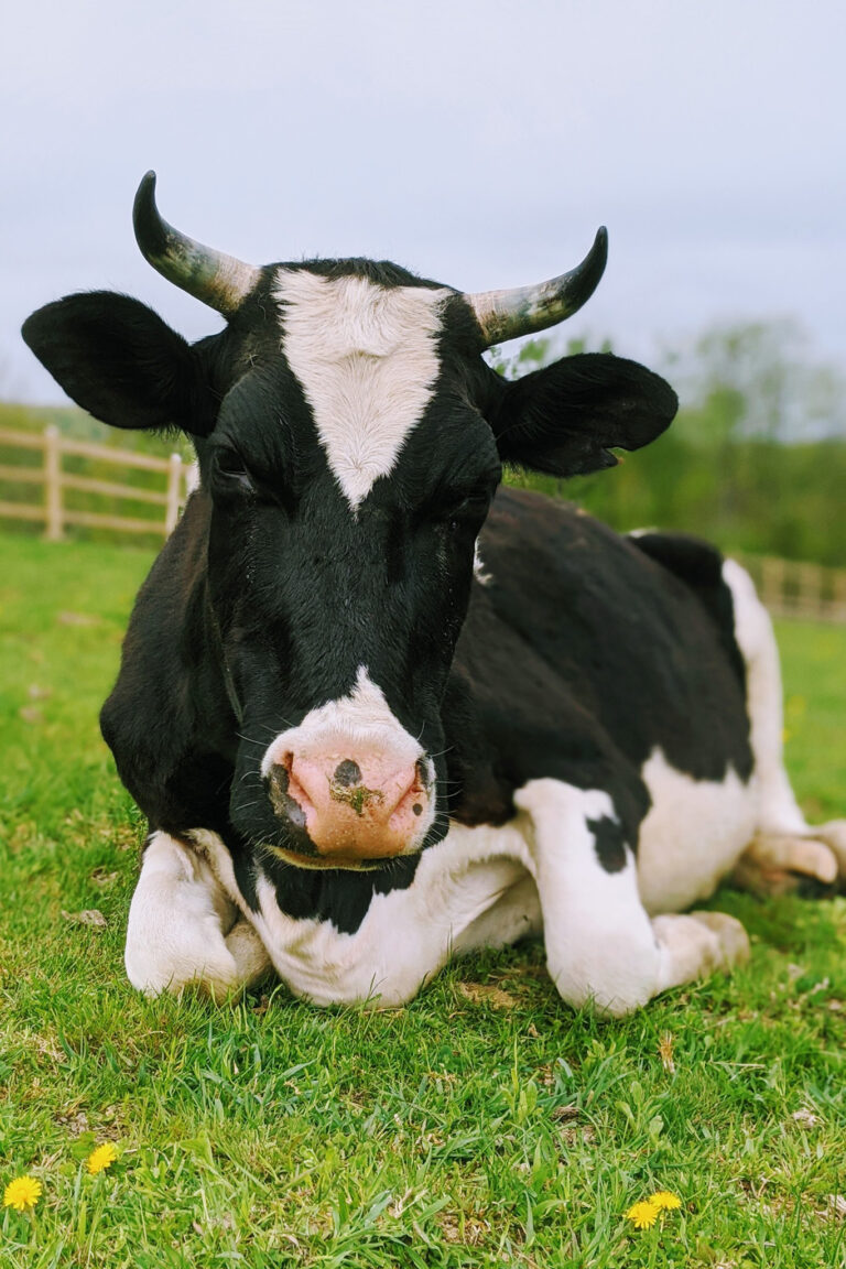 Meet and Sponsor Our Cows – Peace Ridge Sanctuary