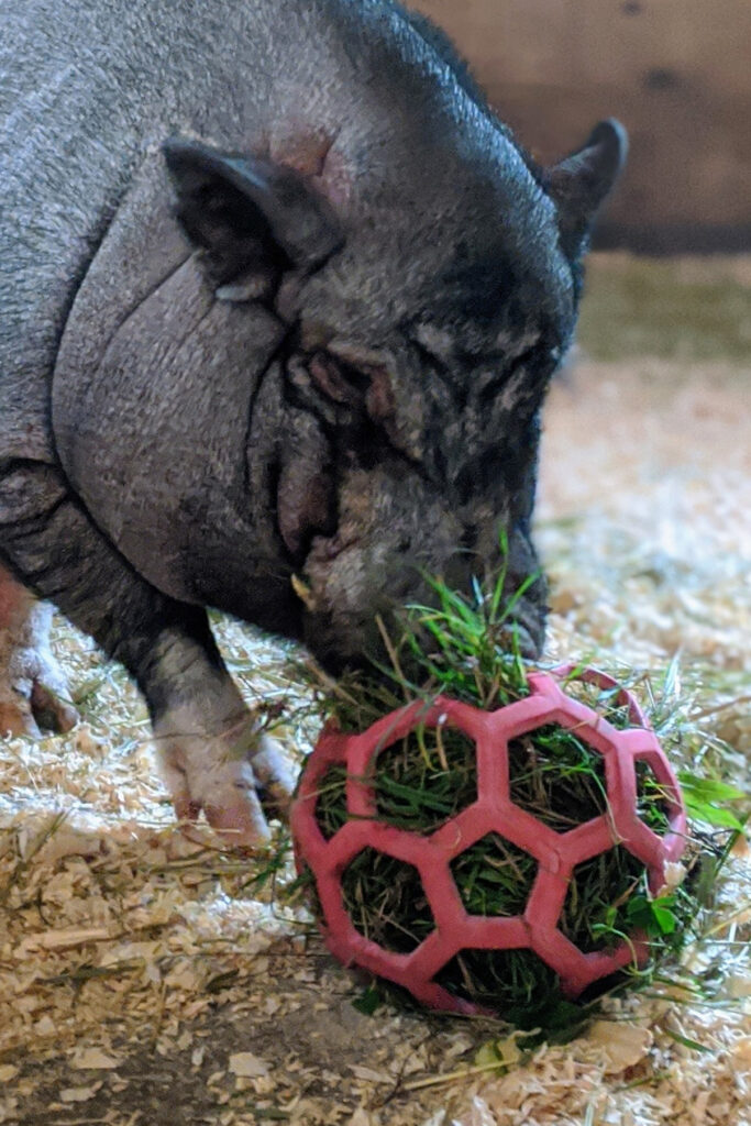 Meet and Sponsor Our Pigs – Peace Ridge Sanctuary