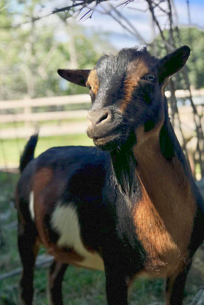 Meet and Sponsor Our Goats – Peace Ridge Sanctuary