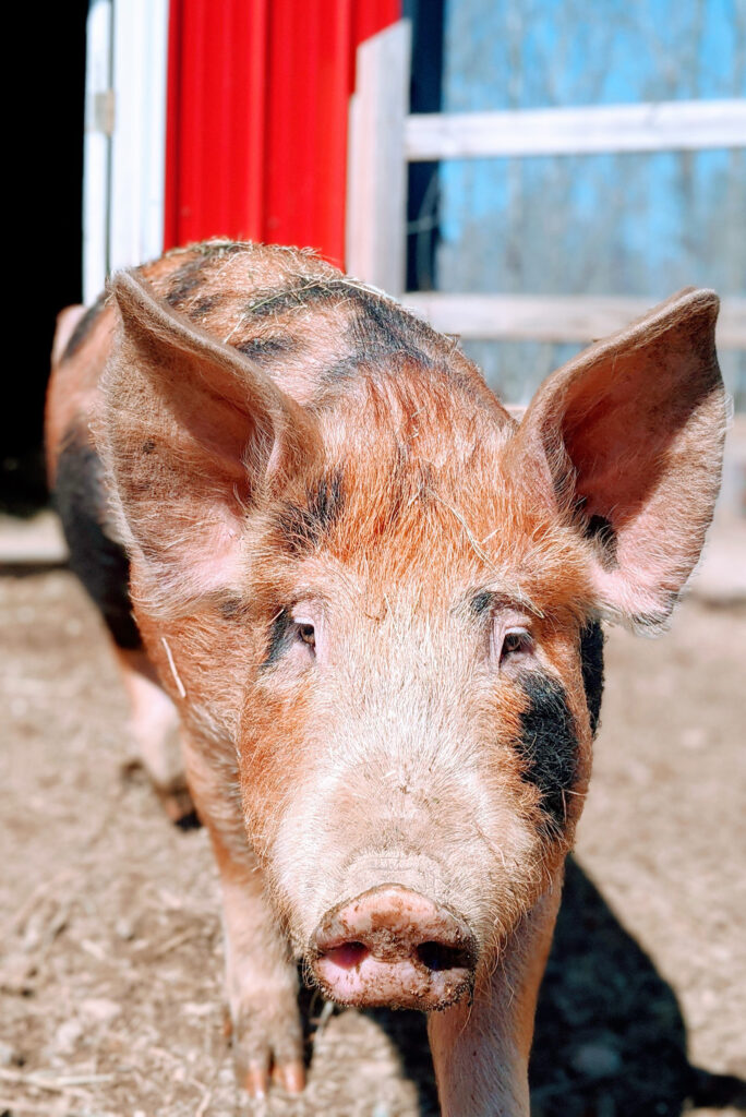 Meet and Sponsor Our Pigs – Peace Ridge Sanctuary