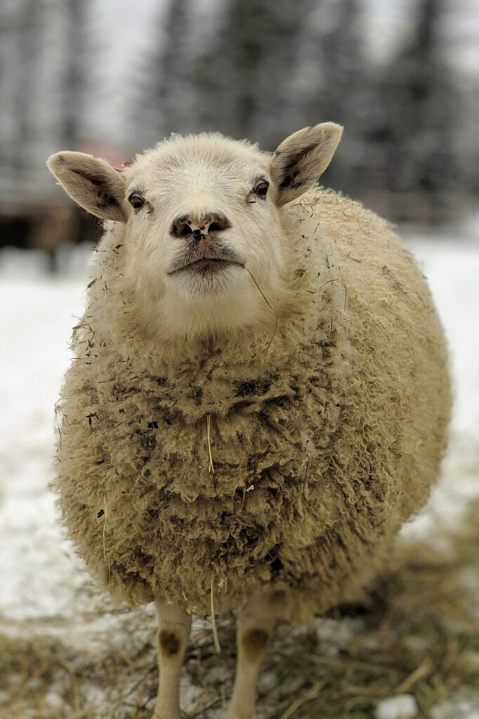 Meet and Sponsor Our Sheep – Peace Ridge Sanctuary