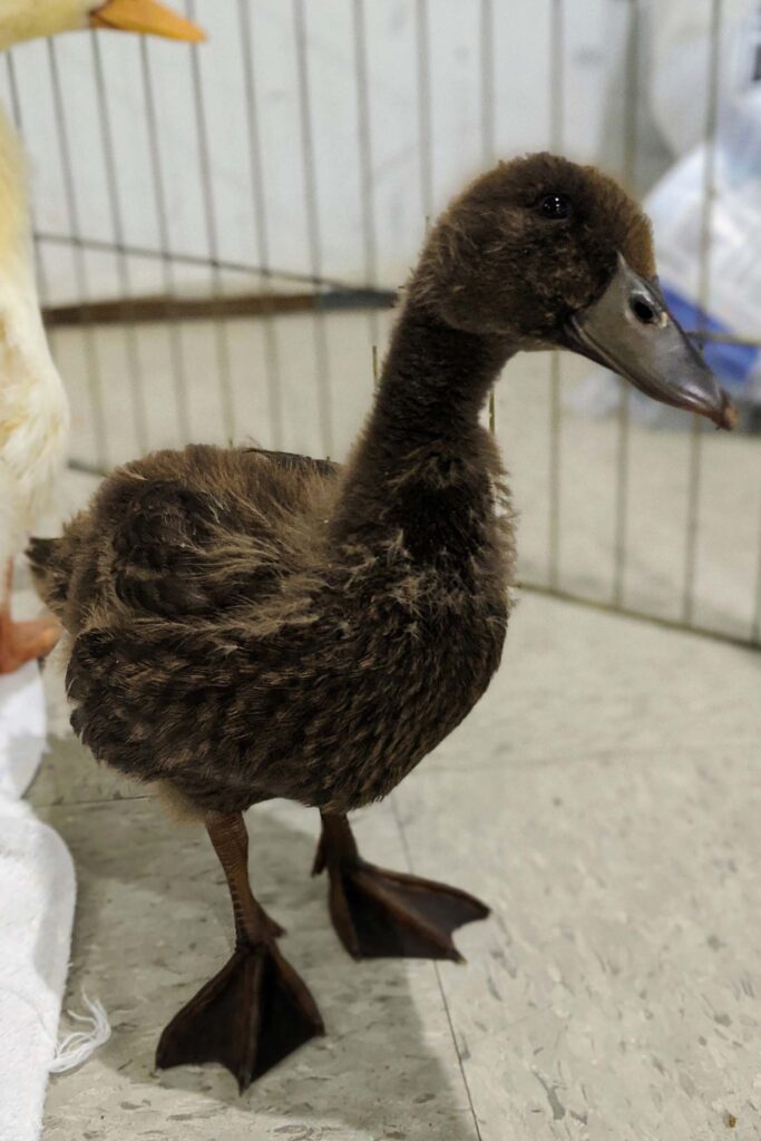 Meet and Sponsor Our Ducks & Geese – Peace Ridge Sanctuary