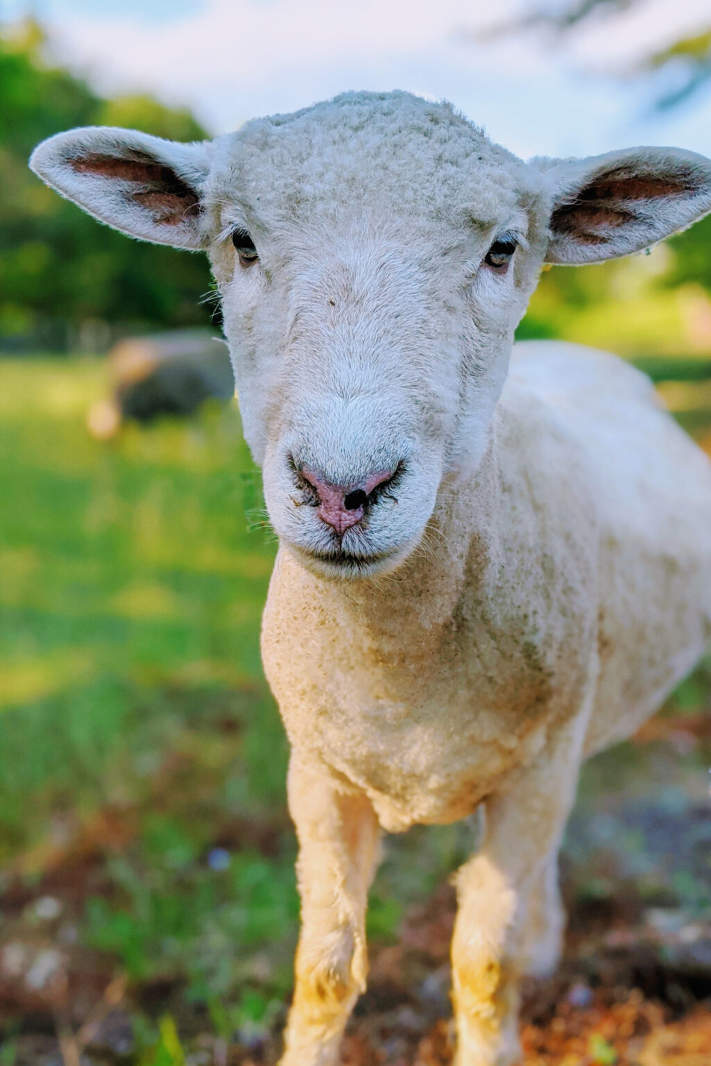 Meet and Sponsor Our Sheep – Peace Ridge Sanctuary