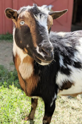 Meet and Sponsor Our Goats – Peace Ridge Sanctuary