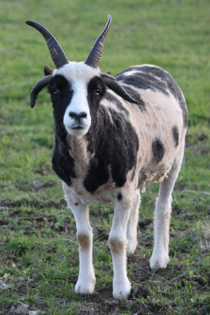 Meet and Sponsor Our Sheep – Peace Ridge Sanctuary