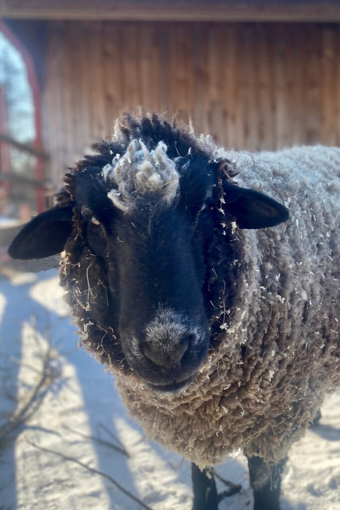 Meet and Sponsor Our Sheep – Peace Ridge Sanctuary