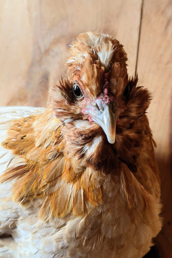Meet and Sponsor Our Chickens and Guineas – Peace Ridge Sanctuary
