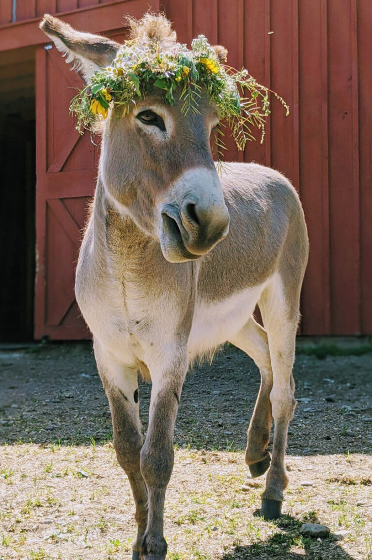 Meet and Sponsor Our Donkeys – Peace Ridge Sanctuary