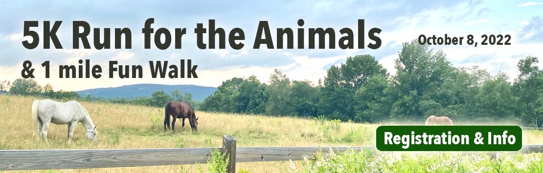 Peace Ridge Sanctuary – A Loving Home for Neglected and Abused Animals