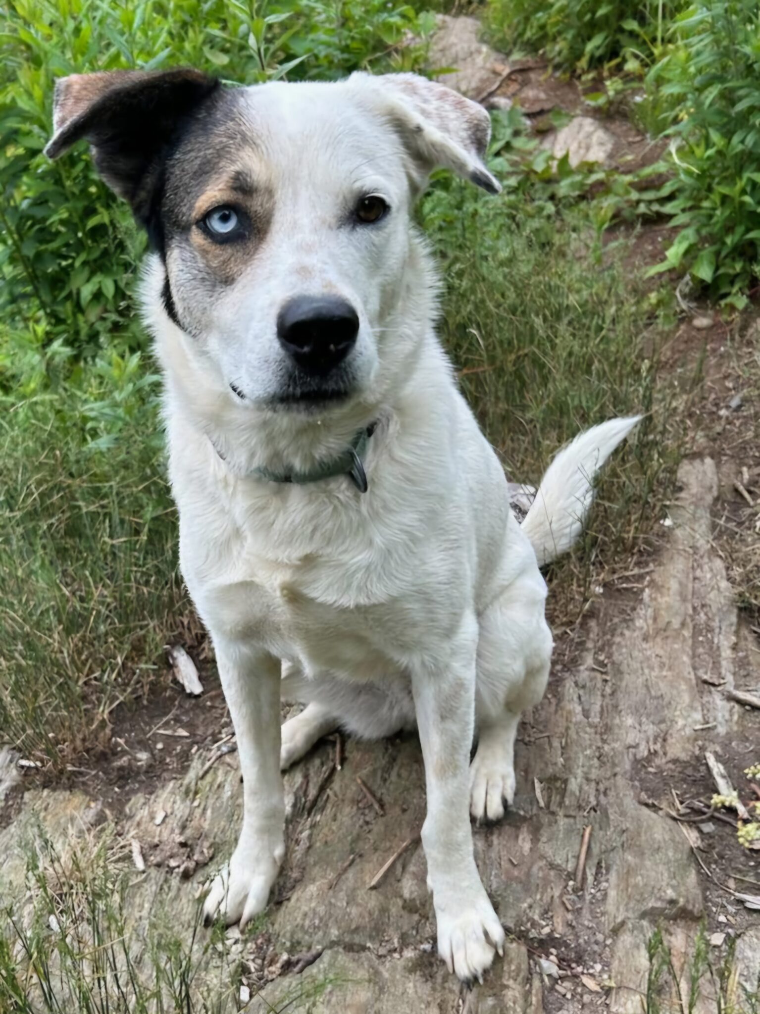 Dogs Available for Adoption – Peace Ridge Sanctuary