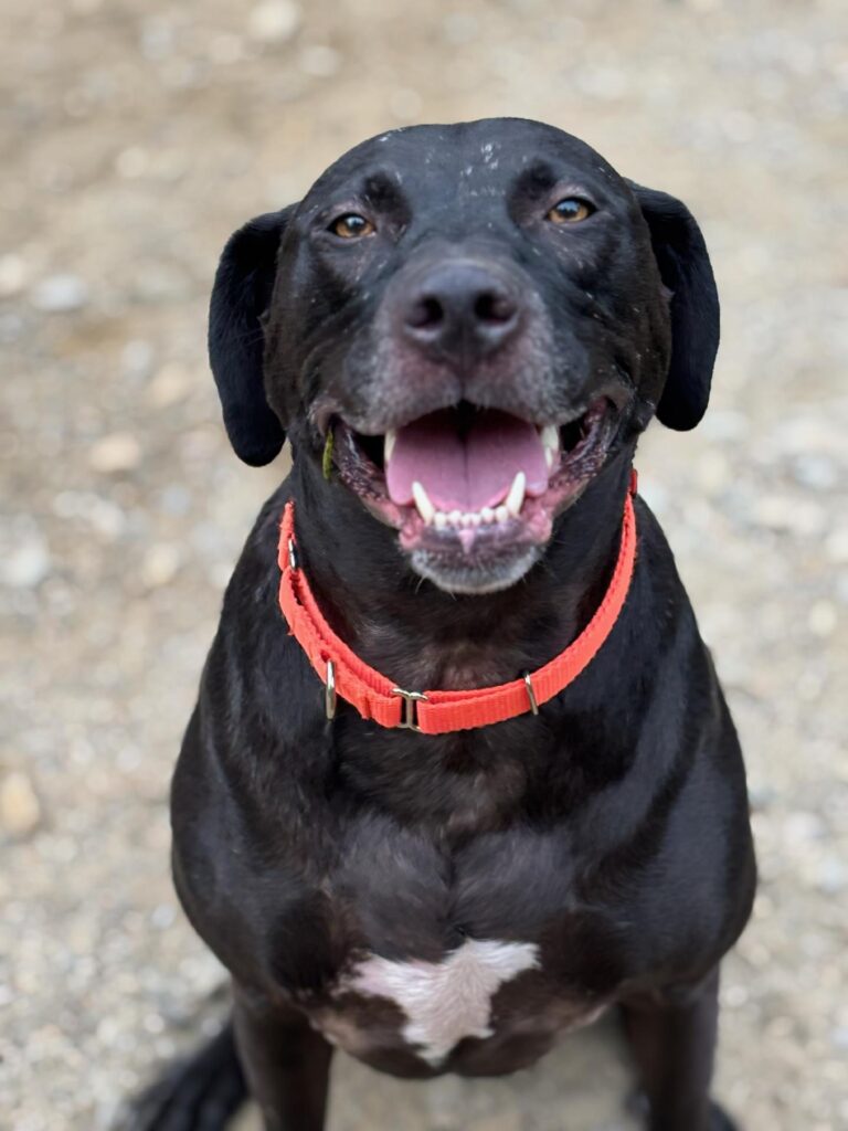 Dogs Available for Adoption – Peace Ridge Sanctuary