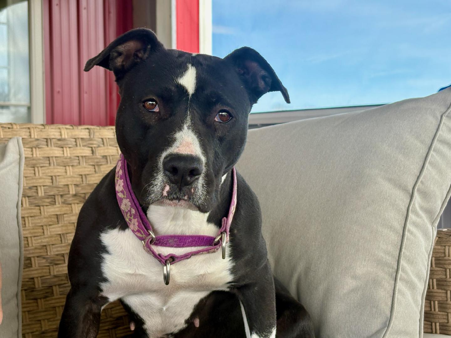 Dogs Available for Adoption – Peace Ridge Sanctuary