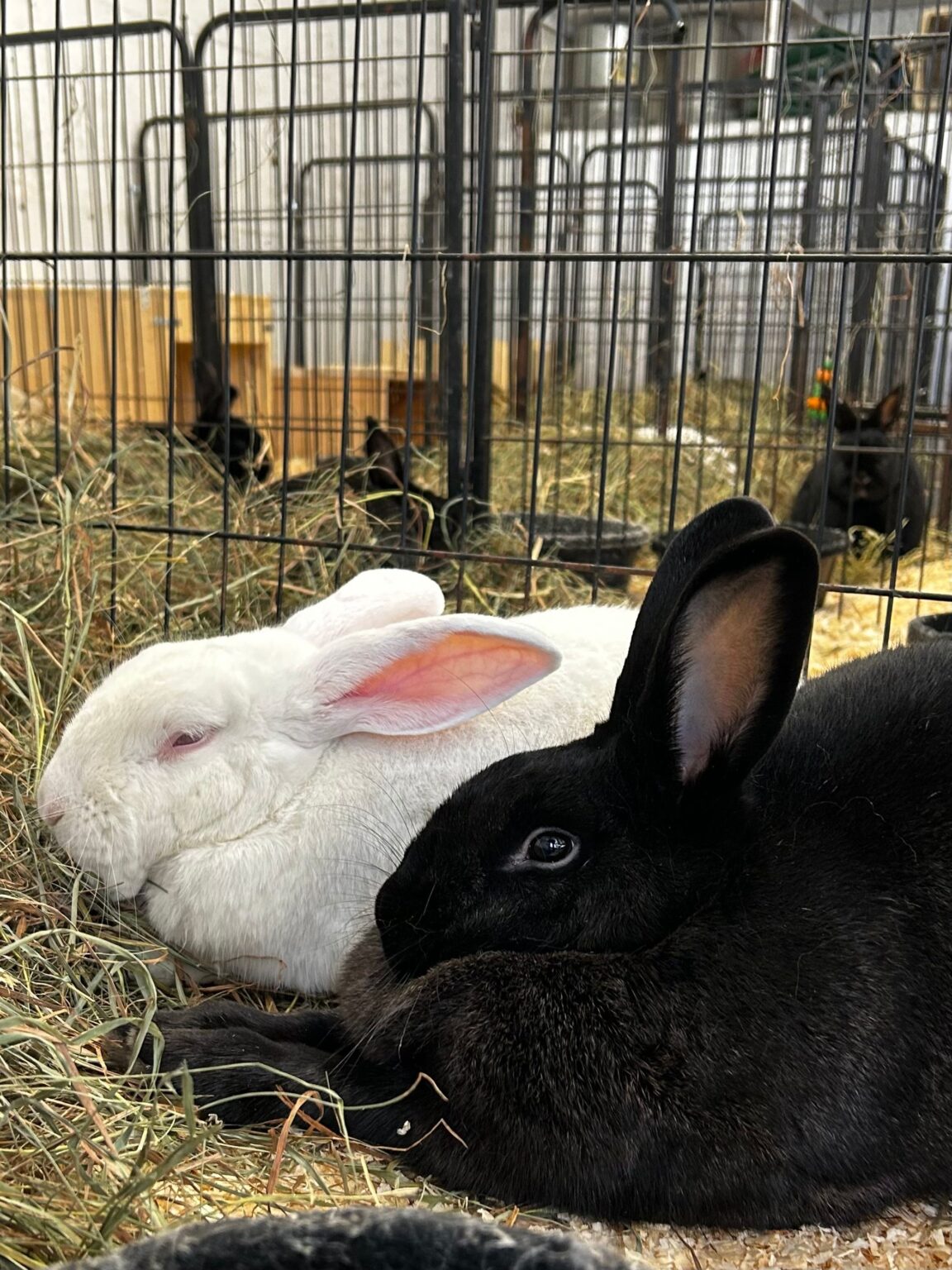 Rabbits Available for Adoption – Peace Ridge Sanctuary
