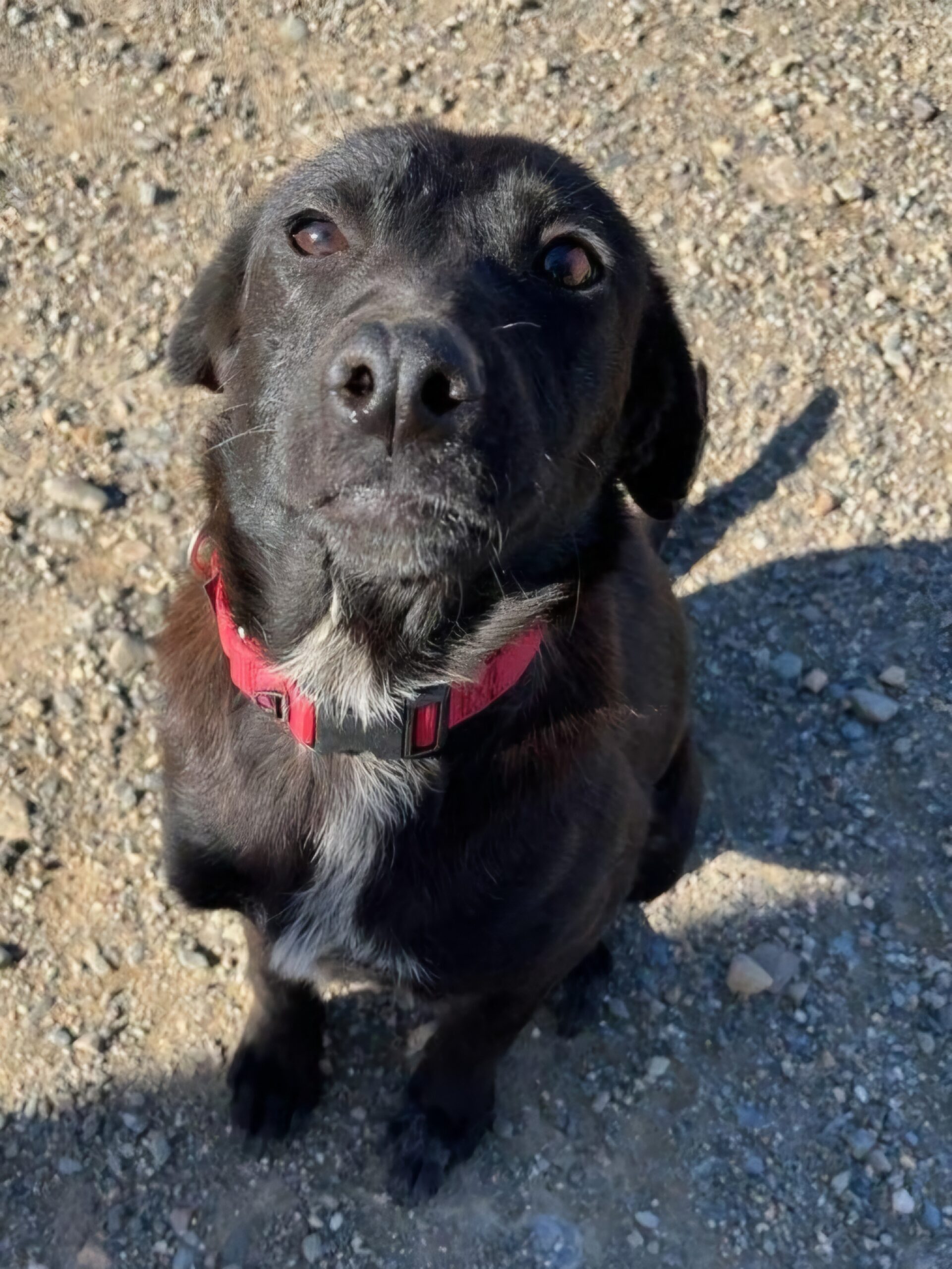 Dogs Available for Adoption – Peace Ridge Sanctuary